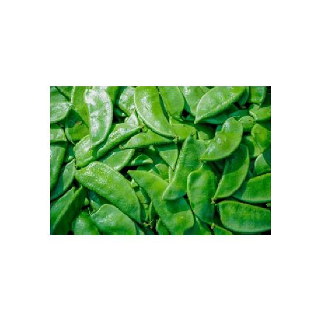 Broad bean belt